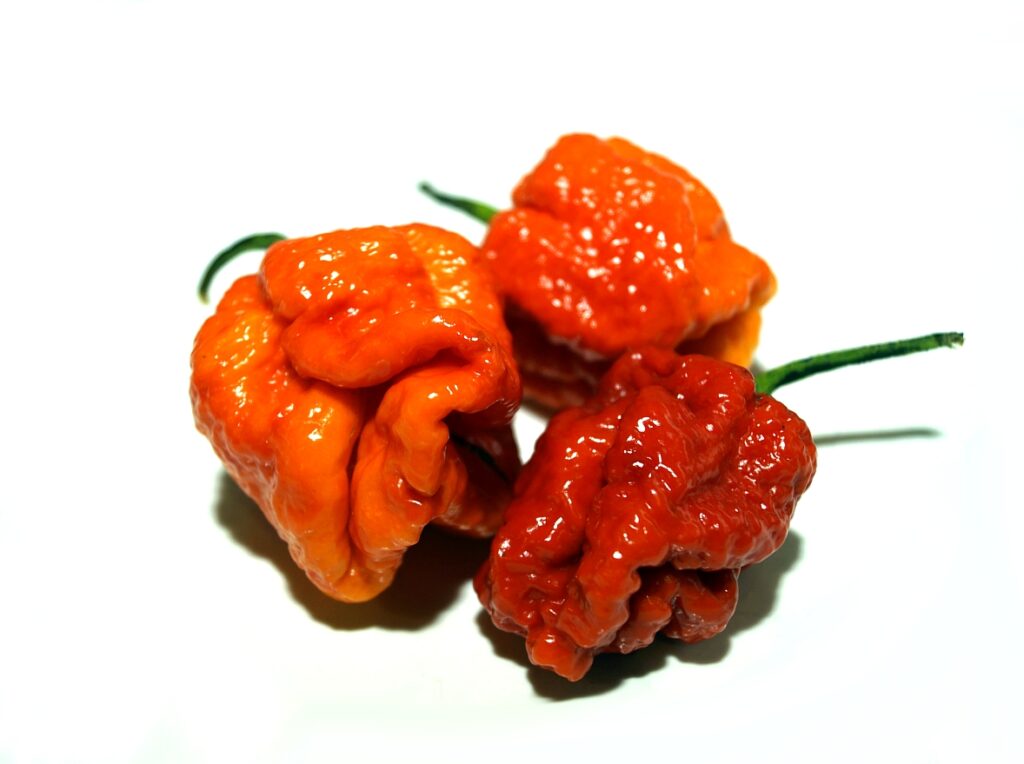 Moruga Red Monster